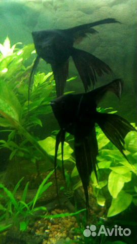 Скалярии чёрные