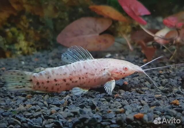 Торакатум альбинос