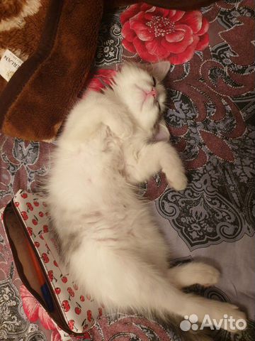 Отдам котенка 3х месячного В добрые руки