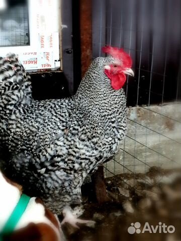 Петухи породистые