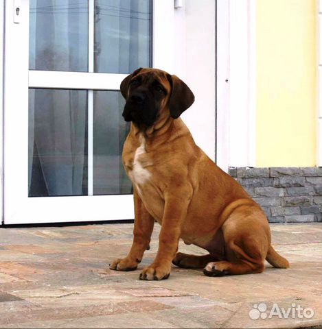 Щенки южноафриканского бурбуля