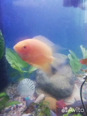 Продам Северума