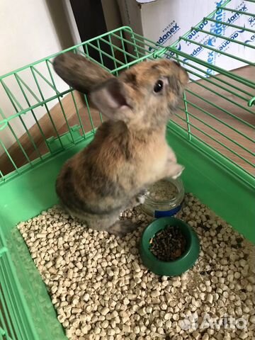 Кролик декоративный