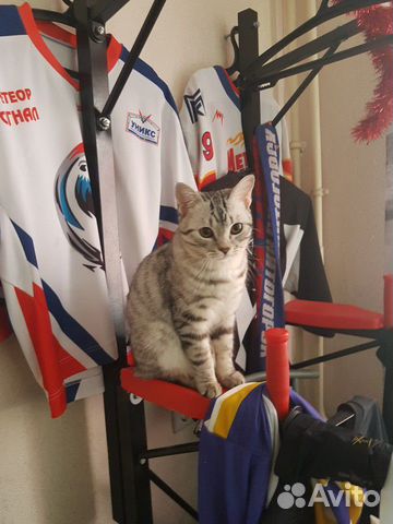 Отдадим кота подростка