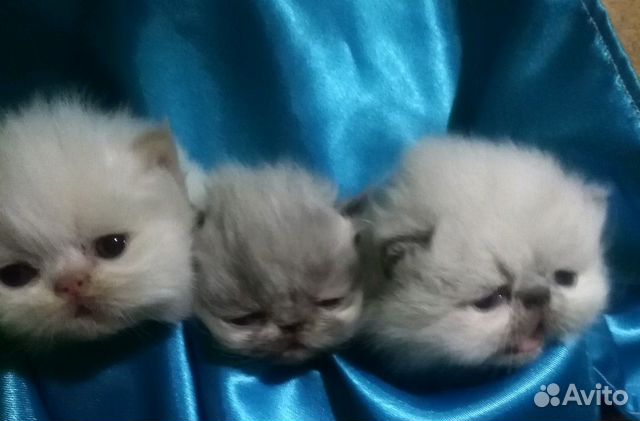 Котята персидские