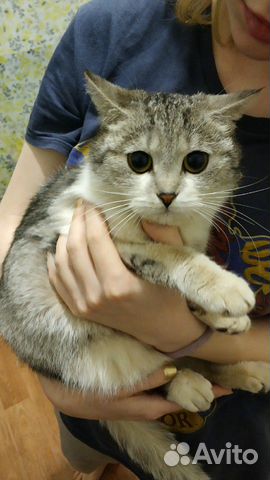 Милая маленькая кошка ищет добрые руки