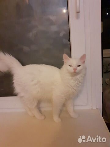 Фенотип ангорки-Белоснежный котик