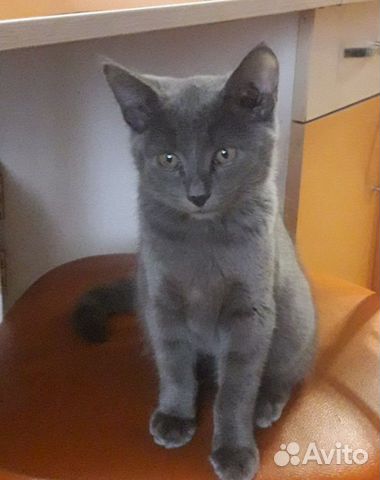 Кот