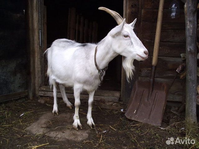 Козы Козлята