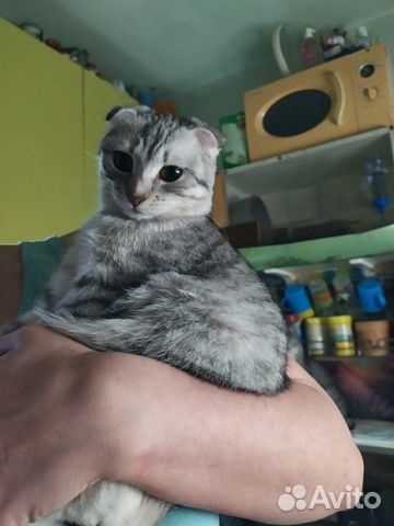 Котенок-кошечка