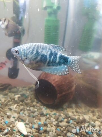 Гурами обмен на растения