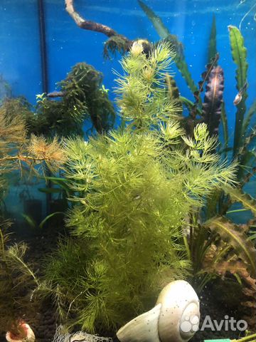 Водные растения