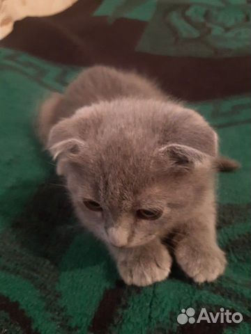 Шатландский вислоухий кот