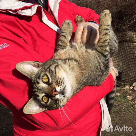 Самый лучший в мире котик