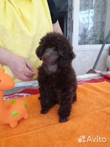 Шоколадная малышка