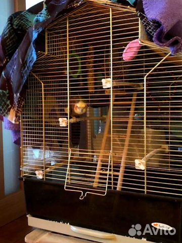 Попугай Коррела (вместе с клеткой)