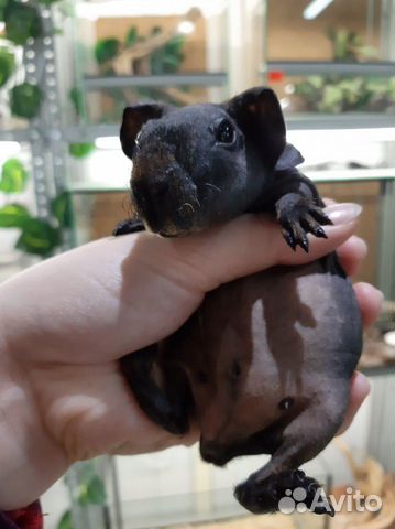 Морские свинки