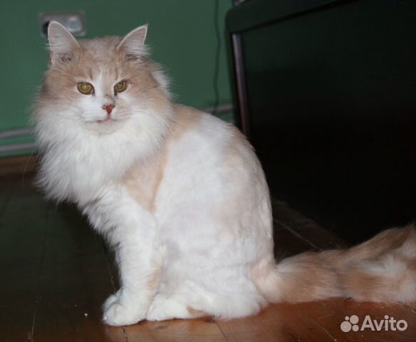 Красавчик пушистик Барсик ищет дом