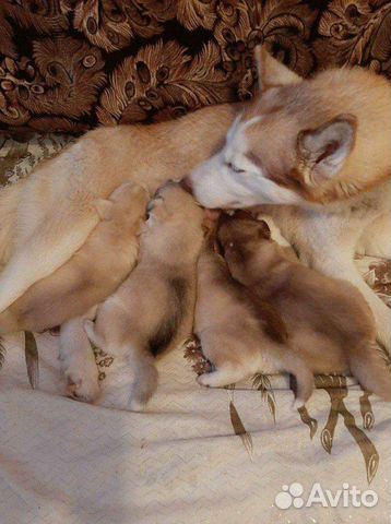 Щеночки хаски