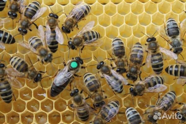 Зимовалые пчелосемьи Карника