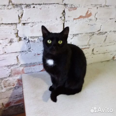 Кошка в добрые руки