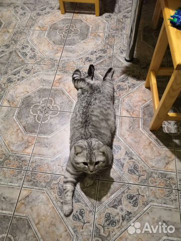 Ищем невесту котику