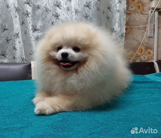 Кремовый медведь. Вязка