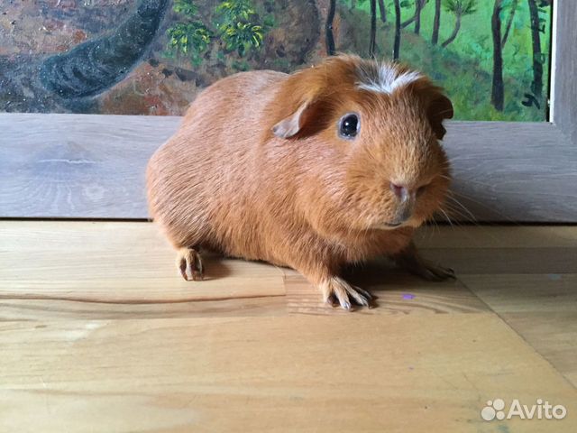 Морская свинка