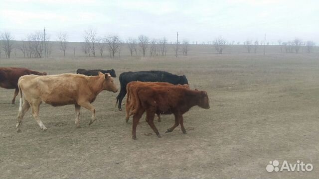 Коровы телки