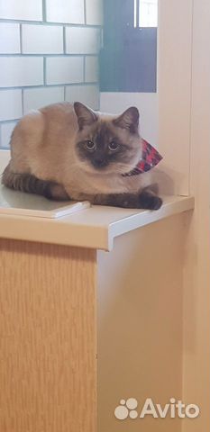 Кот в добрые руки