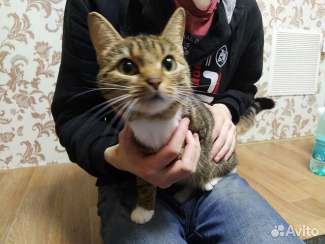 Кошка
