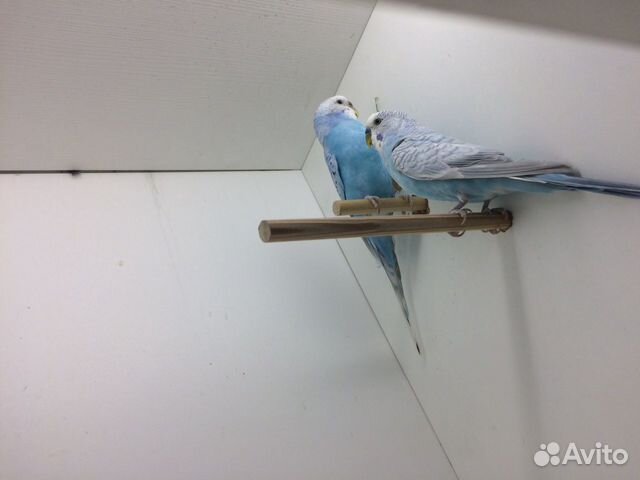 Канорейки,Кенор,попугаи,Амадины,чечетка