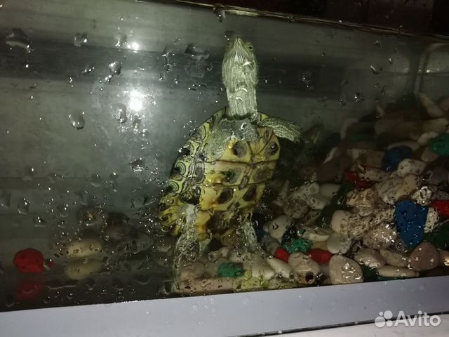 Черепашки