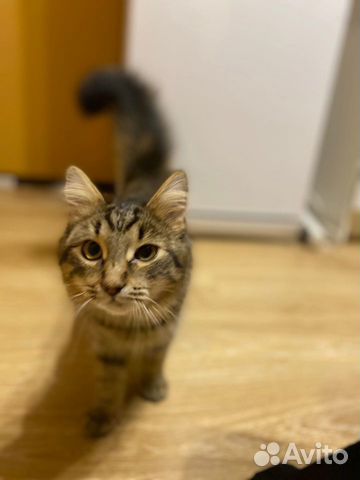 Котёнок Зевс