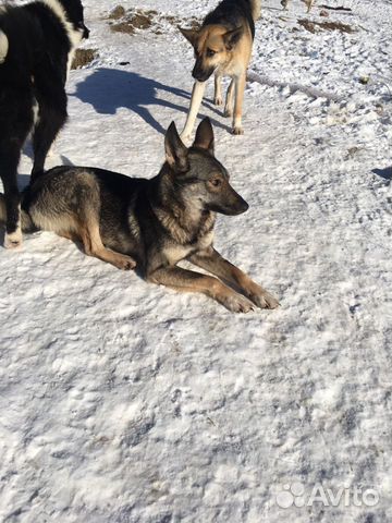 Ласковая собака Сони