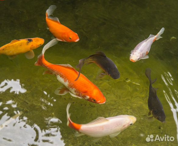 Прудовые рыбки