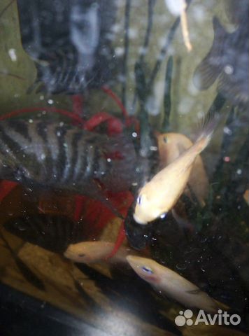 Рыба. циклиды