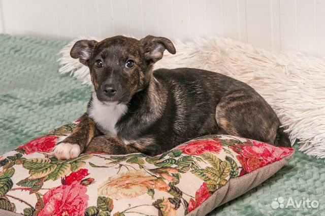 Щенок Кристина 3,5 мес. Привитая. Стерилизована