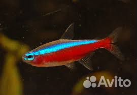 Неонки красные от 100 штук