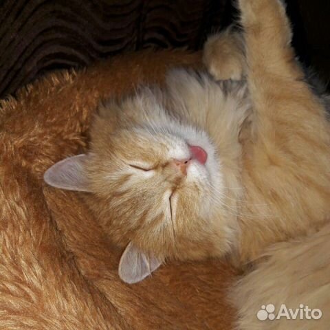 Рыжее счастье ищет дом