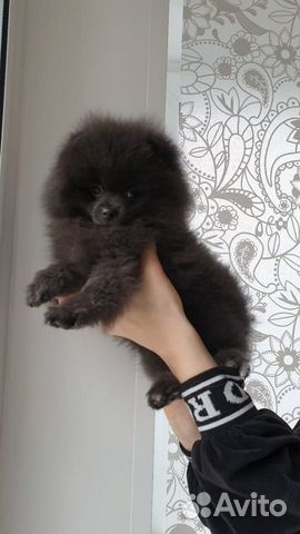 Померанцы
