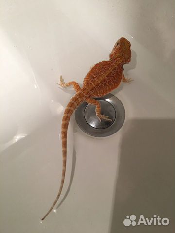 Продаю детёнышей бородатой Агамы