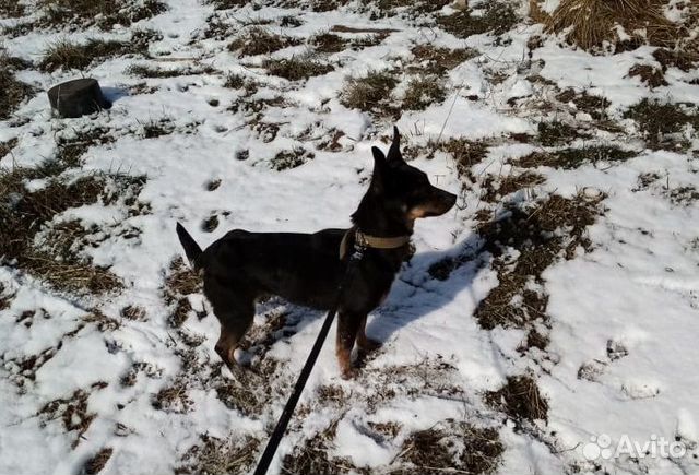 Ищет дом мелкая собачка Фея