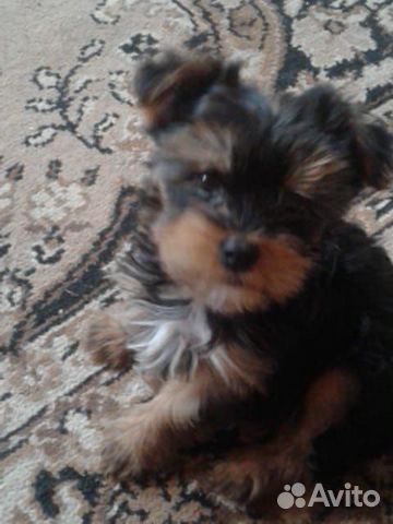 Продам собаку