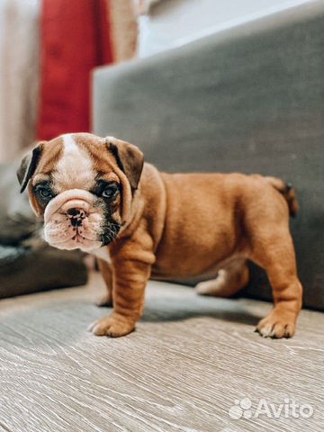Английский бульдог щенок