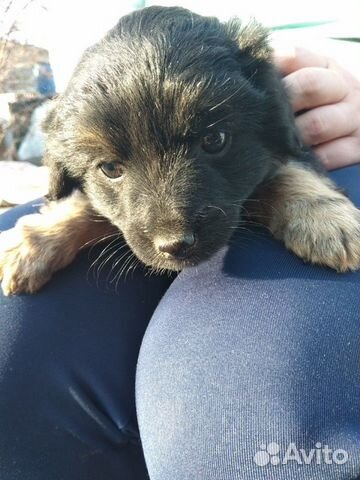 Щенки в заботливые руки