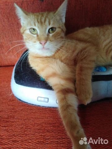 Котенок Тушканчик в добрые руки