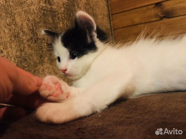 Замечательный котёнок, ищем хозяев
