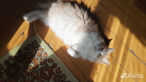 Котик Персик, кастрированный