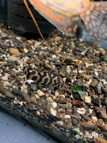 Аквариумная рыбка Боция мраморная